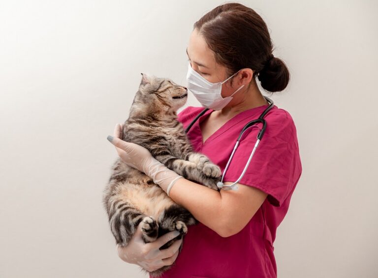 Emergency Vet Services in Highlands Ranch, CO - Inspire Animal Hospital ...